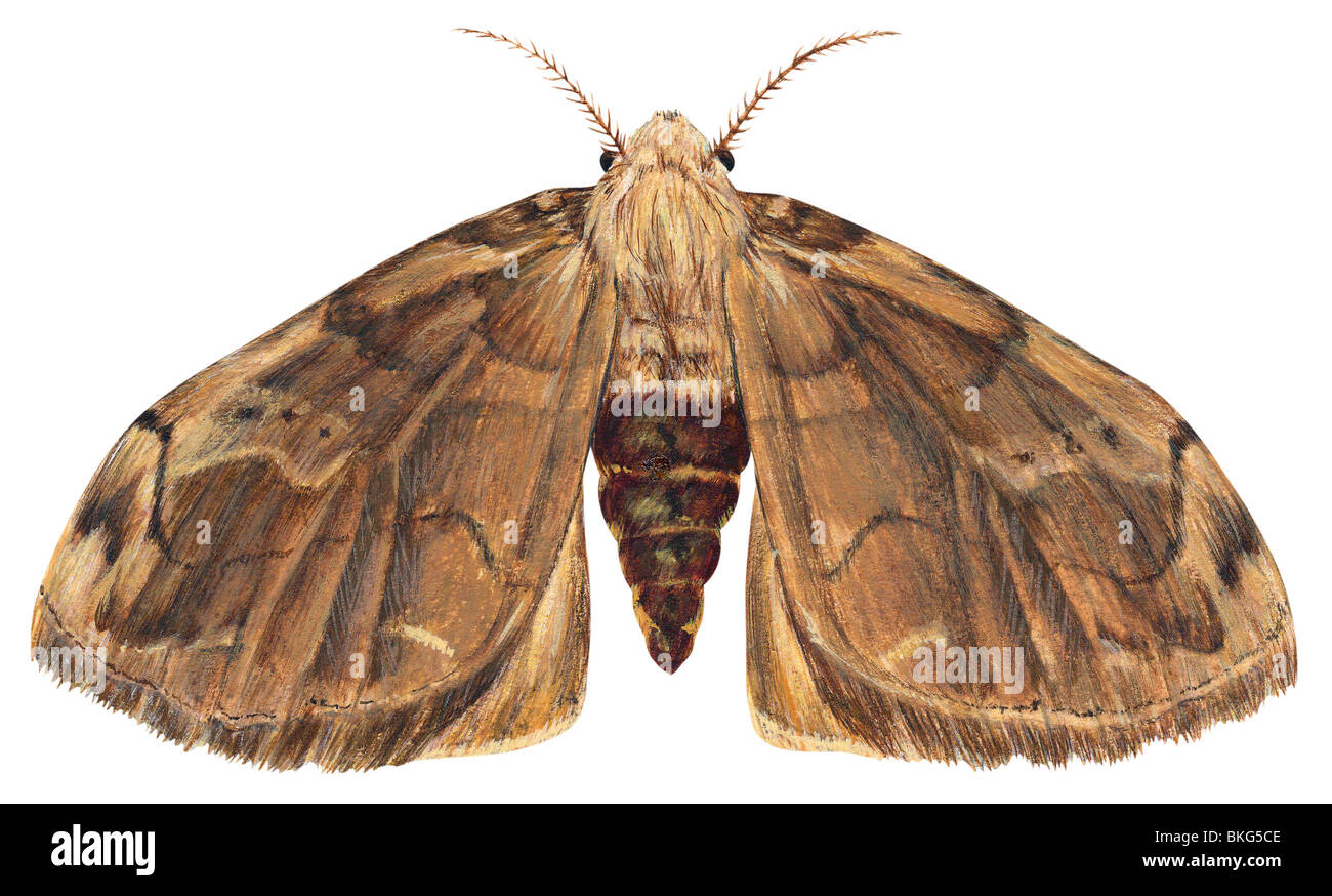 Myoglossata hi-res stock photography and images - Alamy