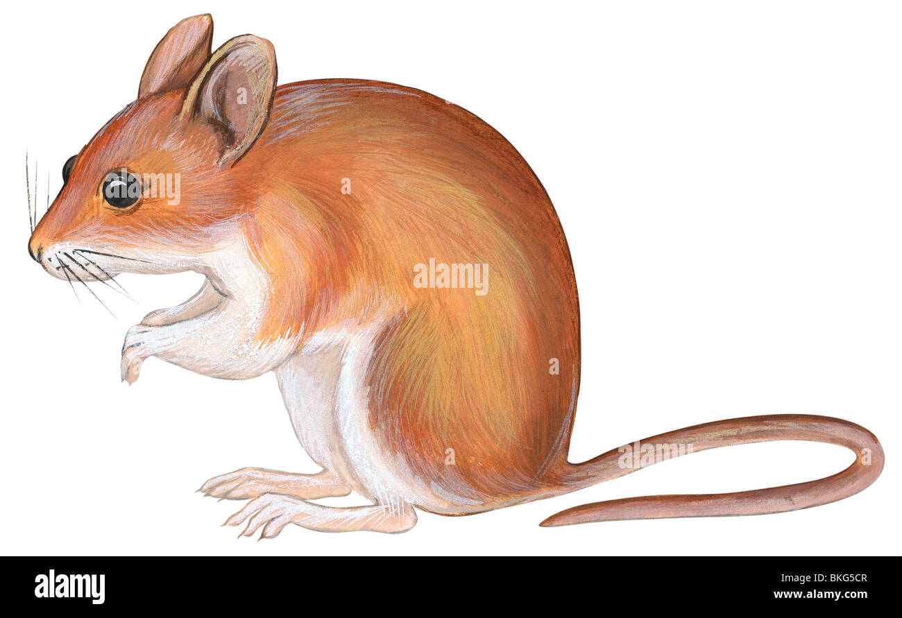 Wildlife mouse Cut Out Stock Images & Pictures - Alamy
