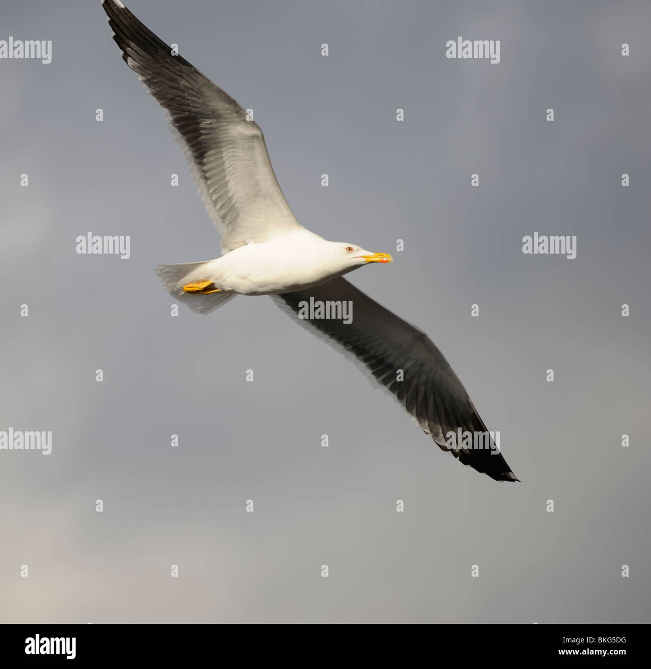 Lesser Black-backed gull soaring in cloudy blue sky with fully open ...