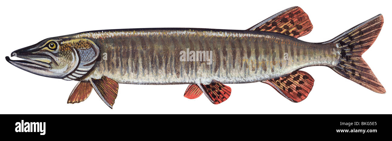 Muskellunge hi-res stock photography and images - Alamy