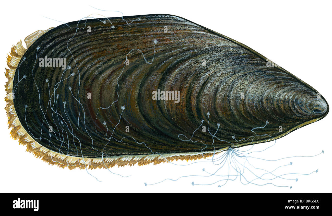 Marine bivalve hi-res stock photography and images - Alamy