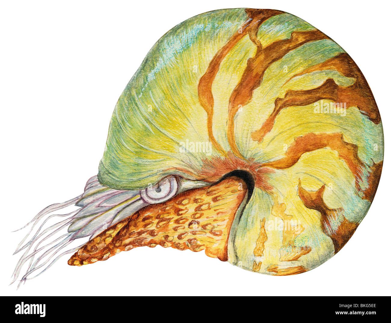 Pearly nautilus hi-res stock photography and images - Alamy