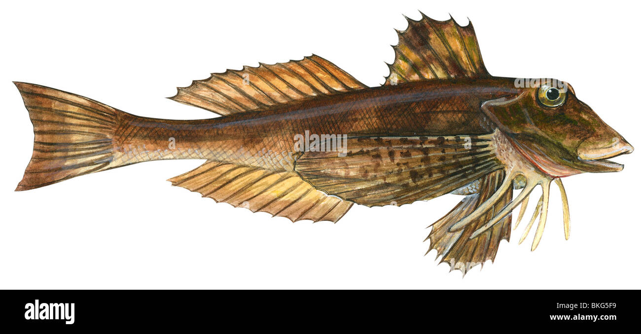 Northern Sea robin Stock Photo - Alamy