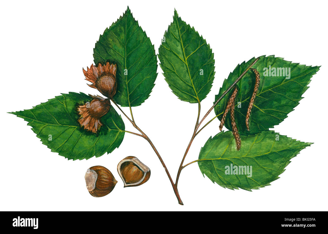 American botany Cut Out Stock Images & Pictures - Alamy