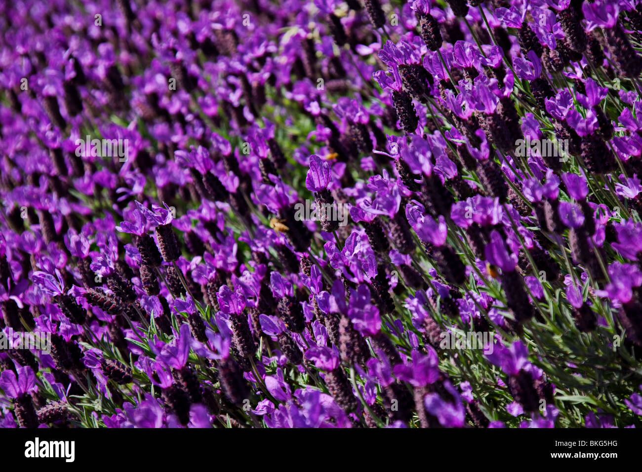 Lavender close up Stock Photo - Alamy