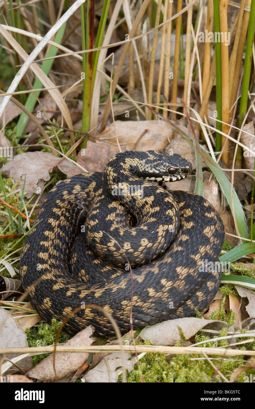 Common viper is located on to warm up in the Sun Stock Photo - Alamy