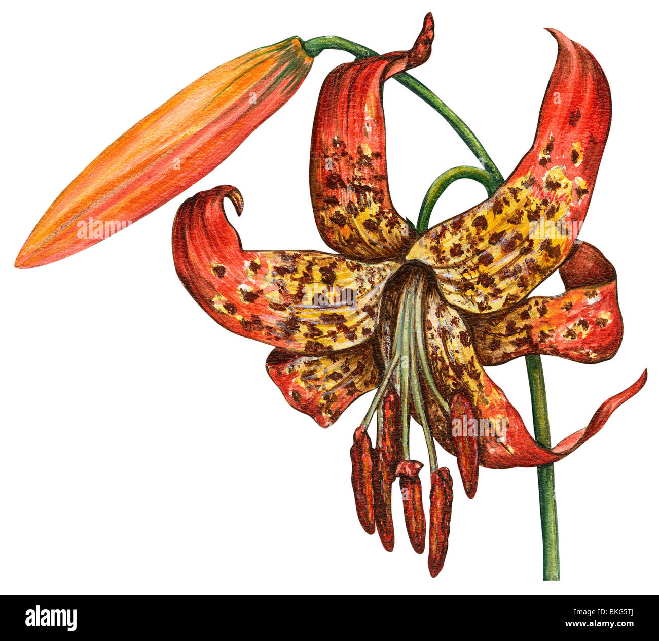 Lily flower drawings hi-res stock photography and images - Alamy