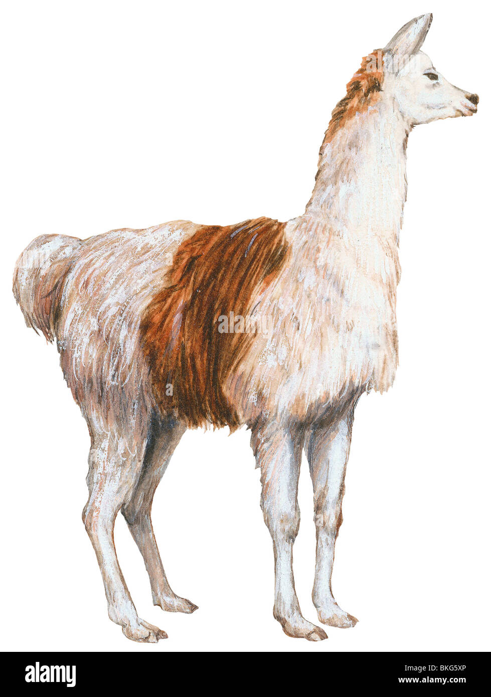 Lama glama Cut Out Stock Images & Pictures - Alamy