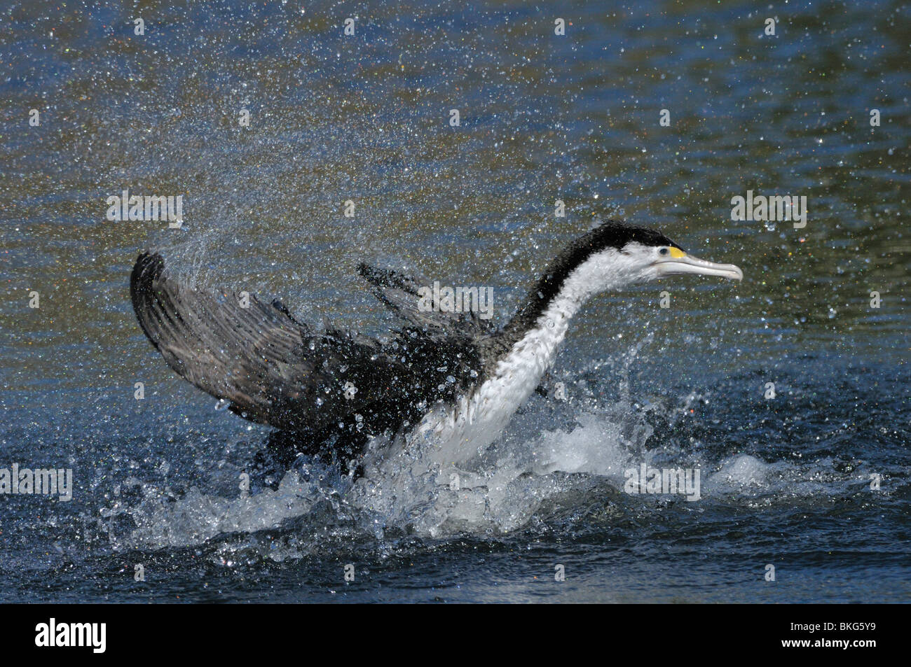 Badende hi-res stock photography and images - Alamy