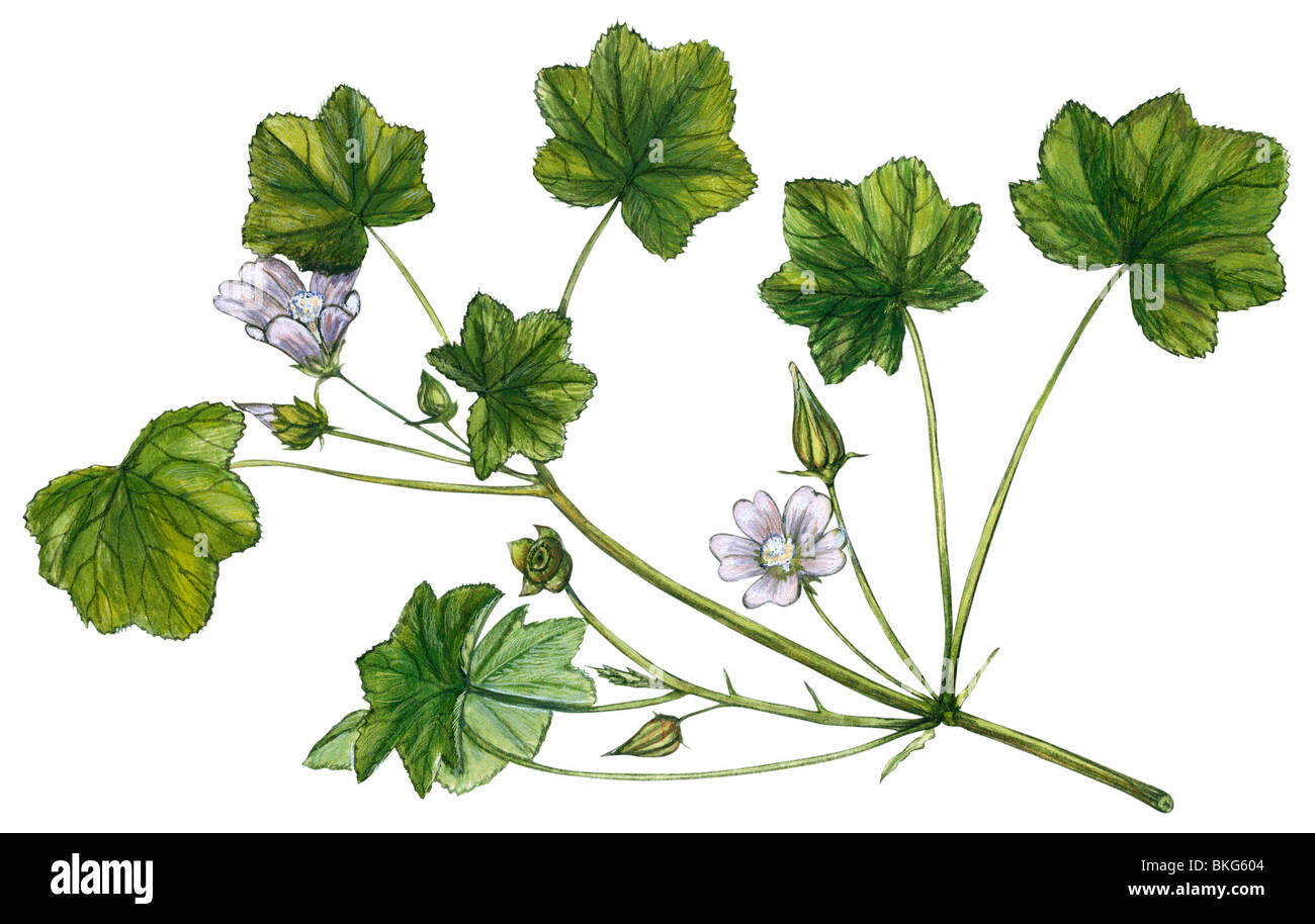 Planta vascular hi-res stock photography and images - Alamy