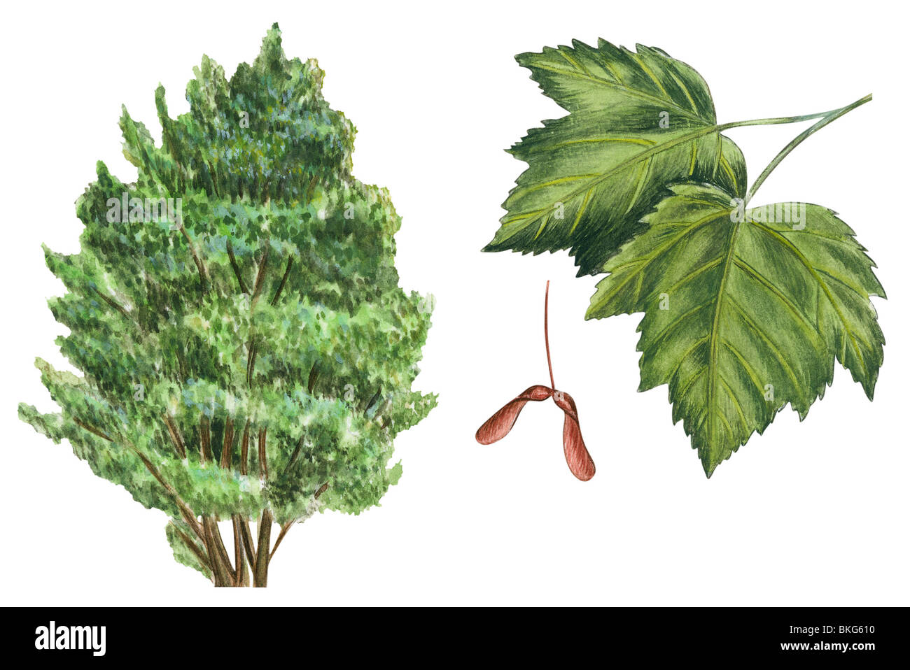 Rocky hi-res stock photography and images - Alamy