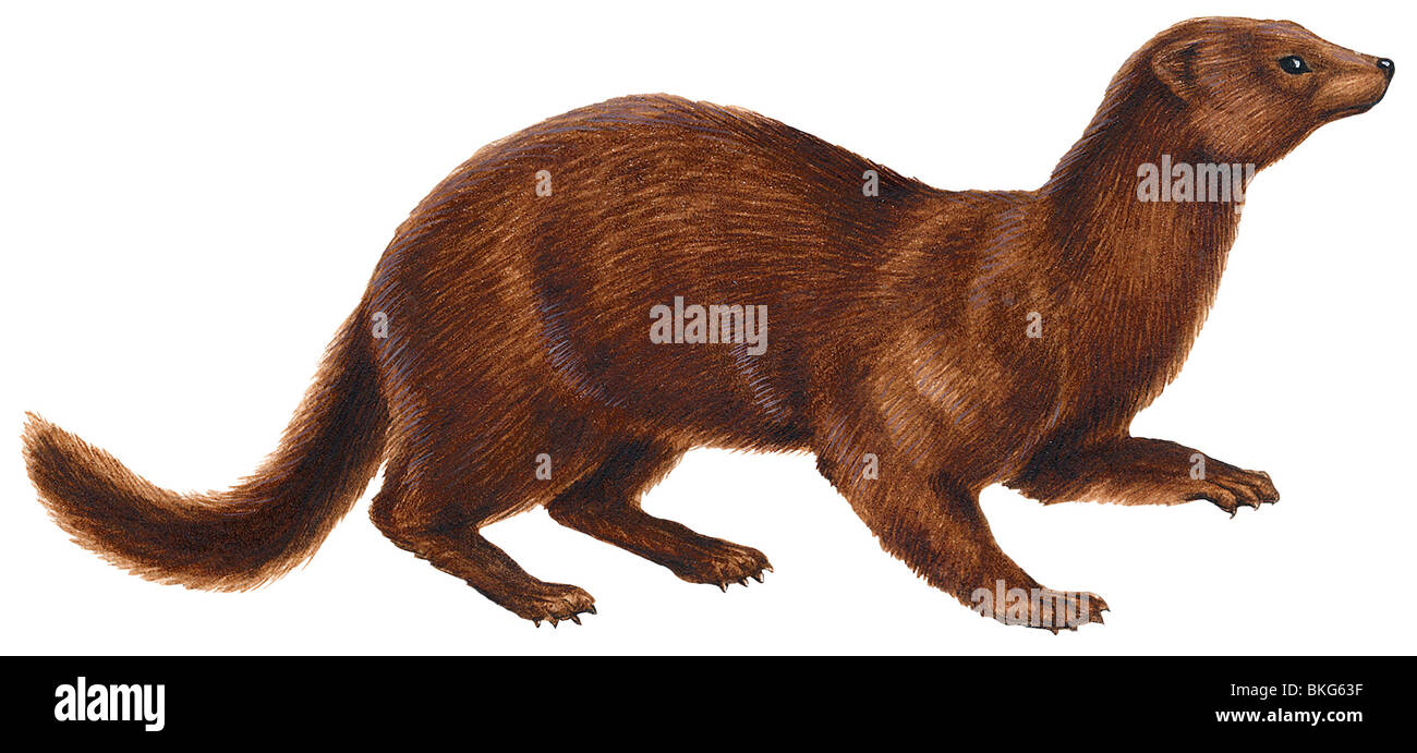 American carnivores art hi-res stock photography and images - Alamy