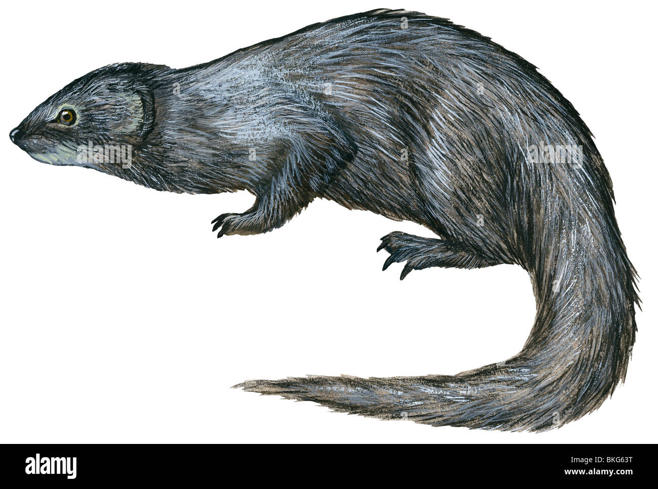 Mongoose illustration hi-res stock photography and images - Alamy