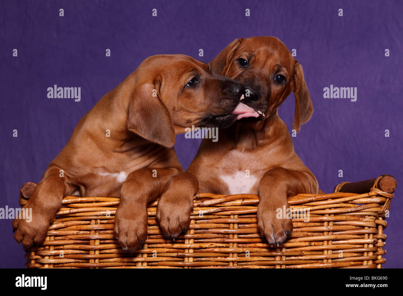 Rhodesian Ridgeback Welpen / Rhodesian Ridgeback Puppies Stock Photo ...