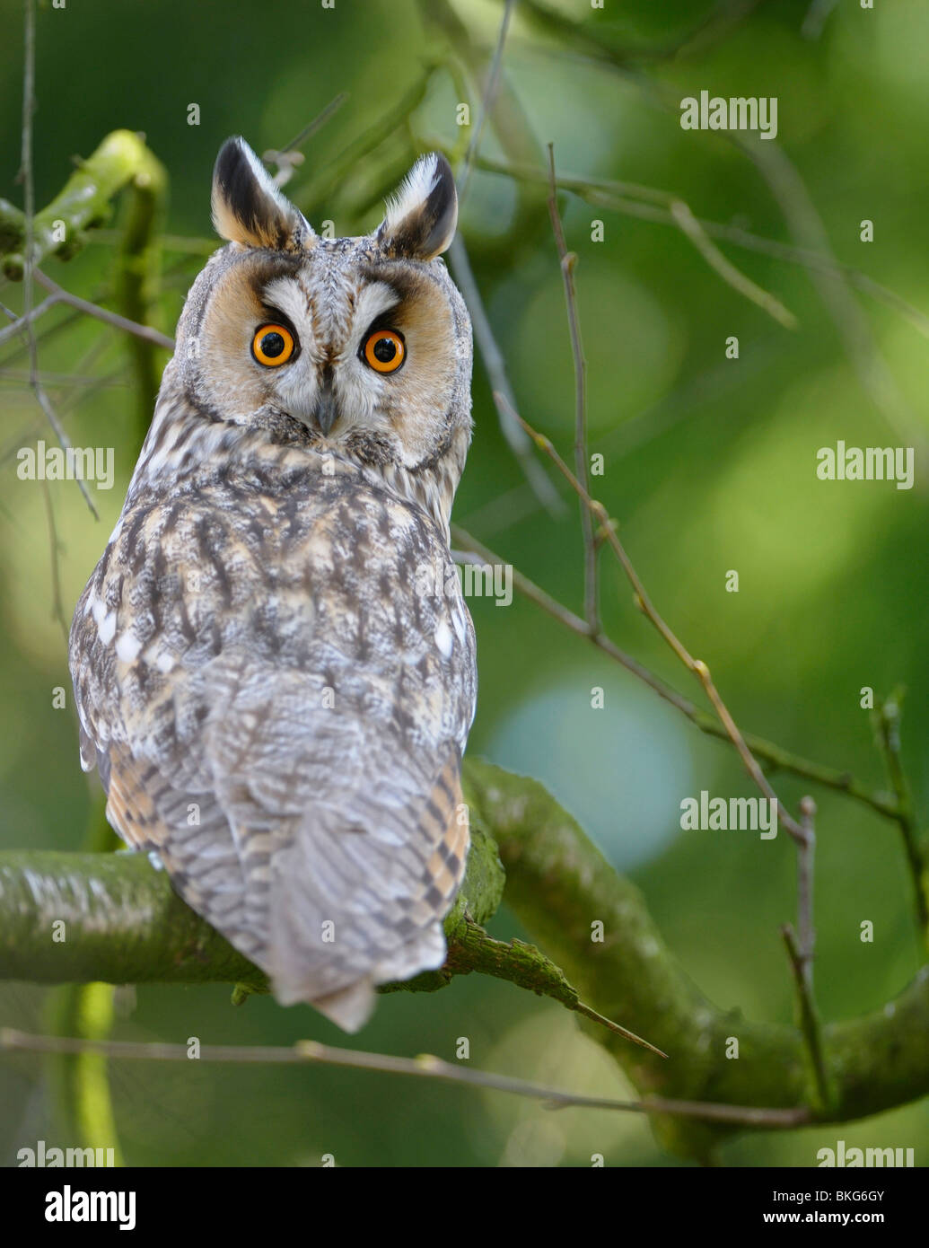 Long-eared Owl looking back Stock Photo - Alamy