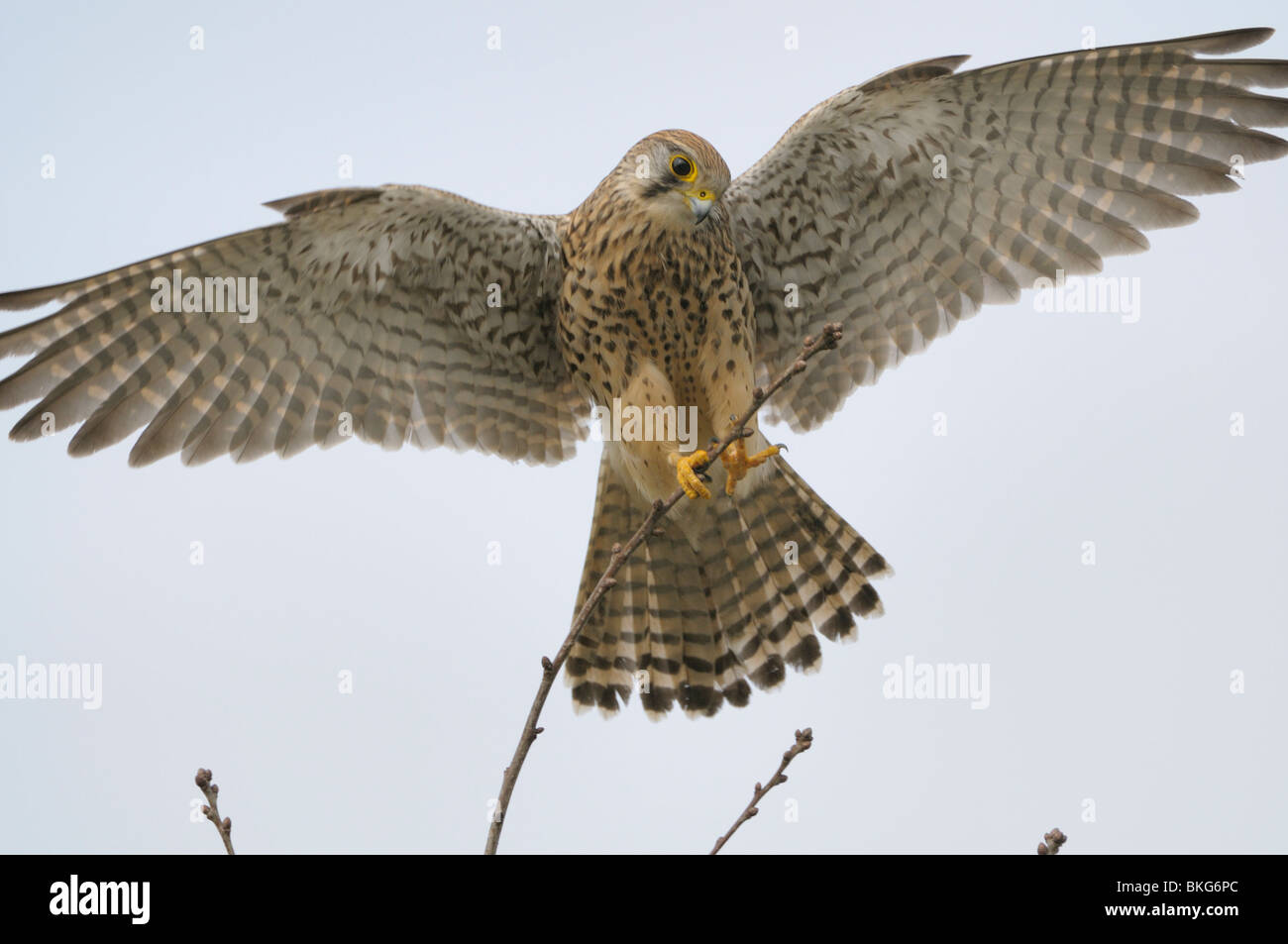 Female Kestrel landing on top of a tree Stock Photo - Alamy