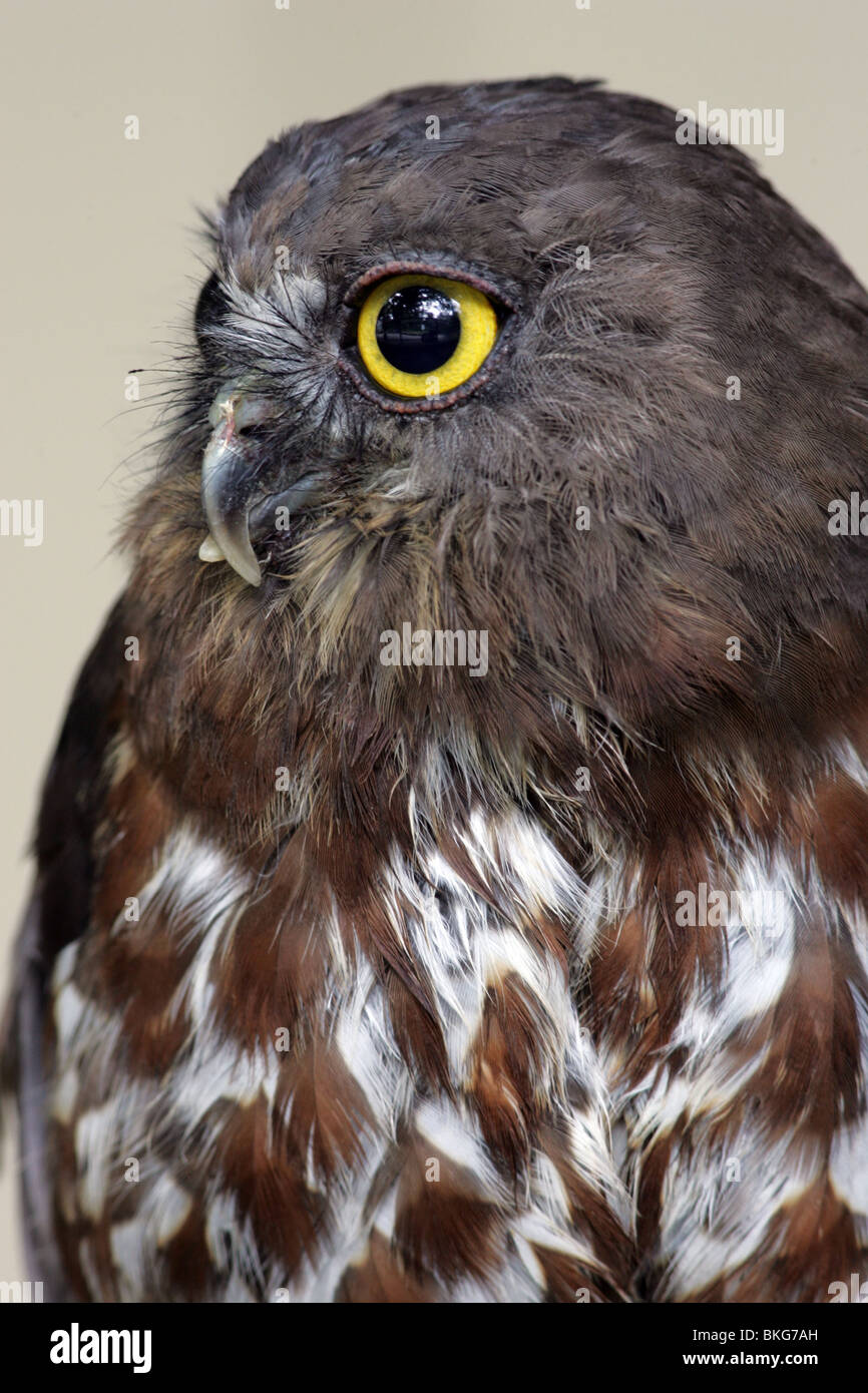Ninox scutulata hi-res stock photography and images - Alamy