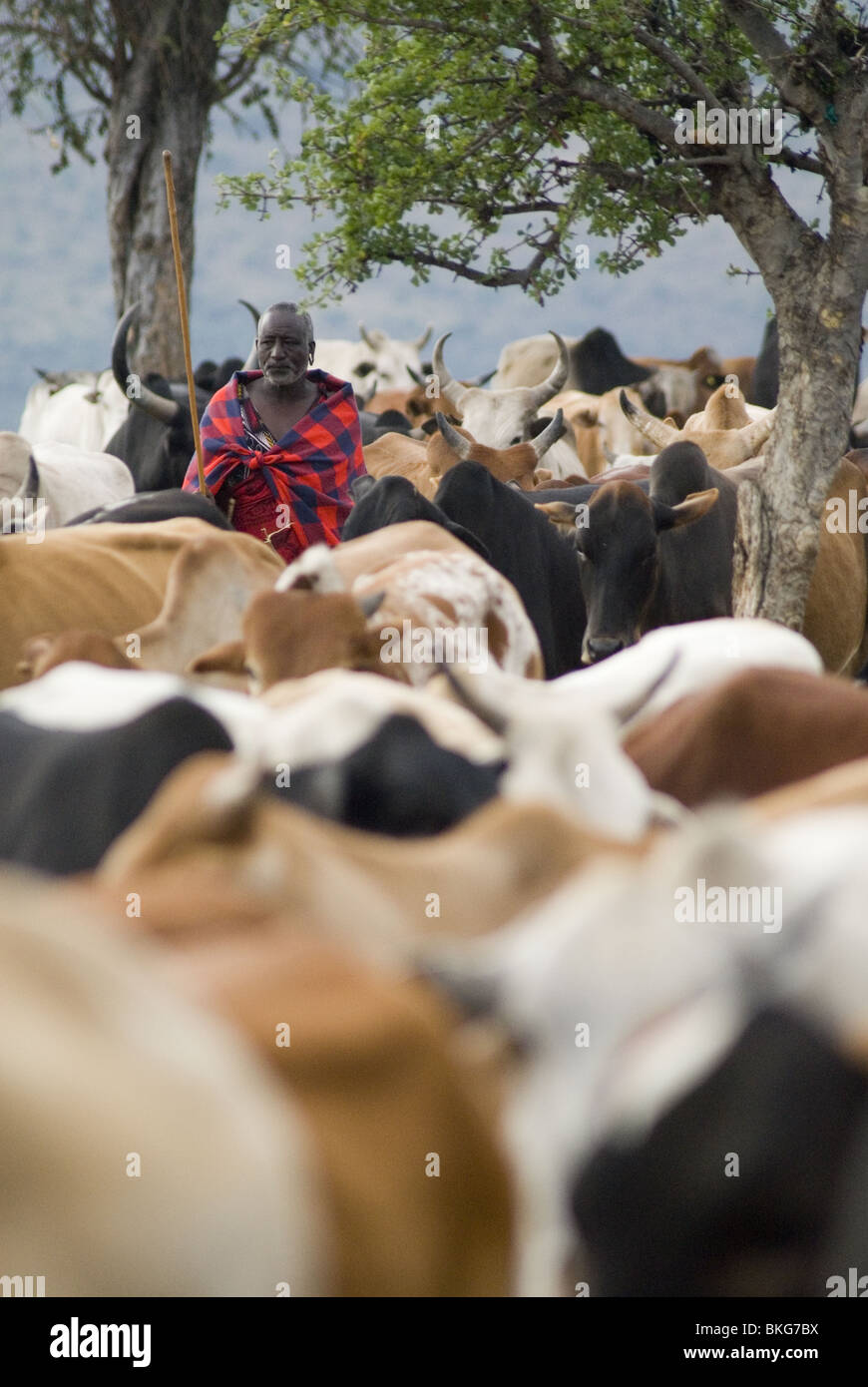 Masai herdsman with his cattle Stock Photo - Alamy