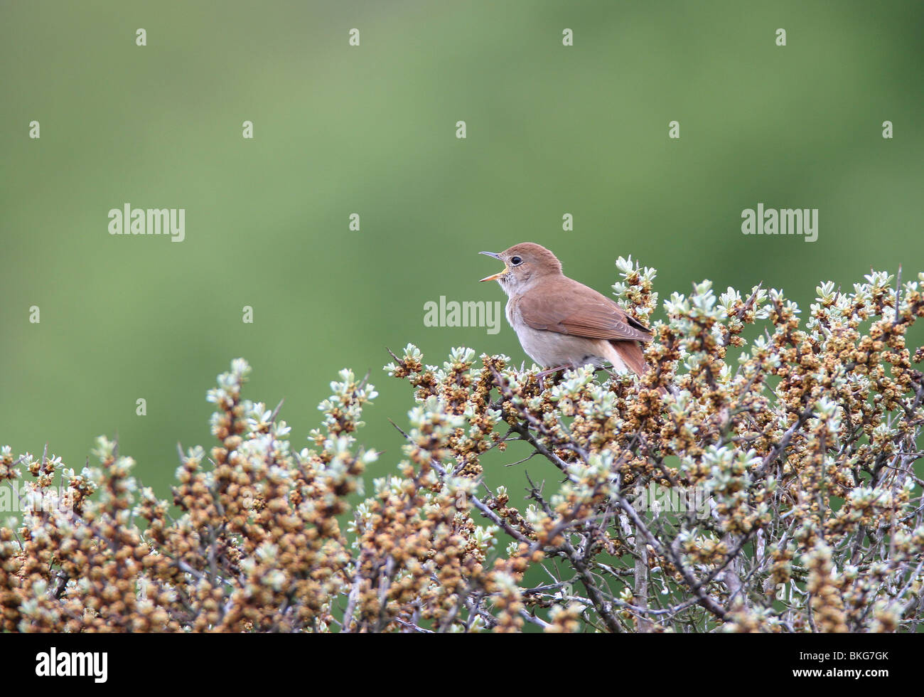 Singing nightingale hi-res stock photography and images - Alamy