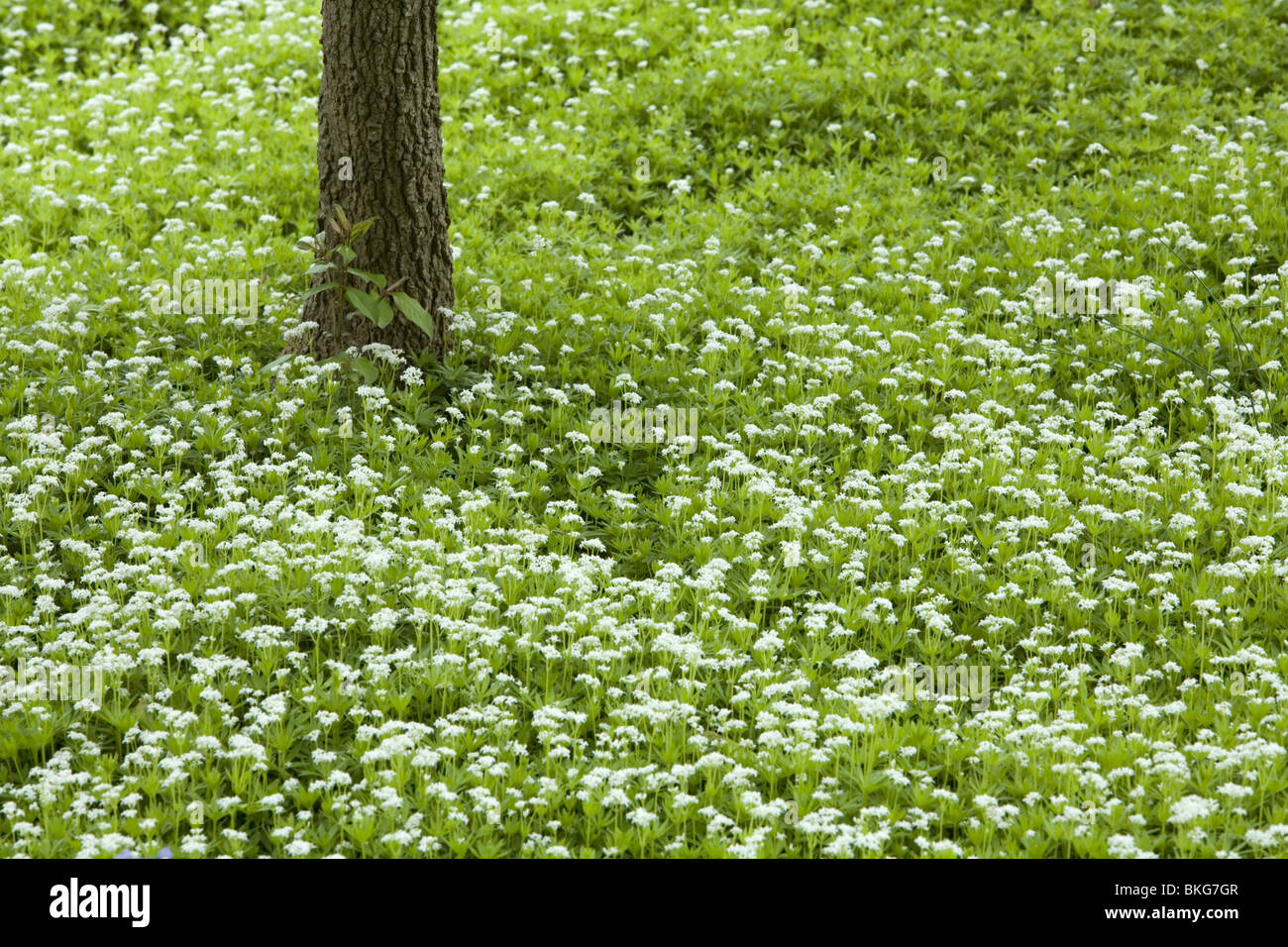 Spring flowers tree trunk hi-res stock photography and images - Alamy