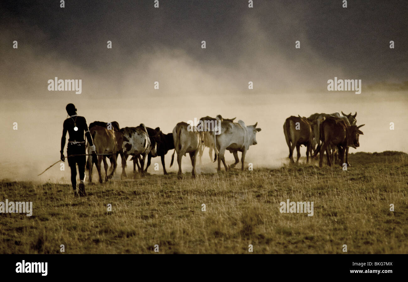 Masai herdsman with his cattle Stock Photo - Alamy