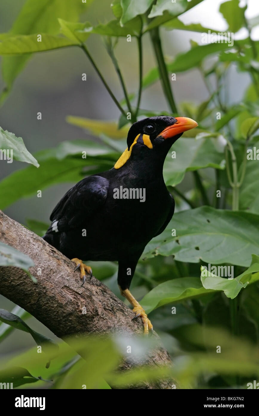 Hill Myna Gracula Religiosa High Resolution Stock Photography and ...
