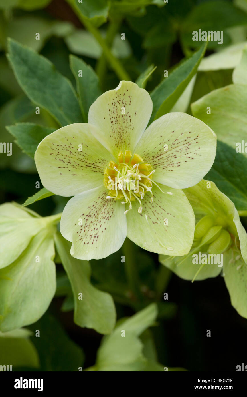 Hellebore flower (Helleborus sp Stock Photo - Alamy