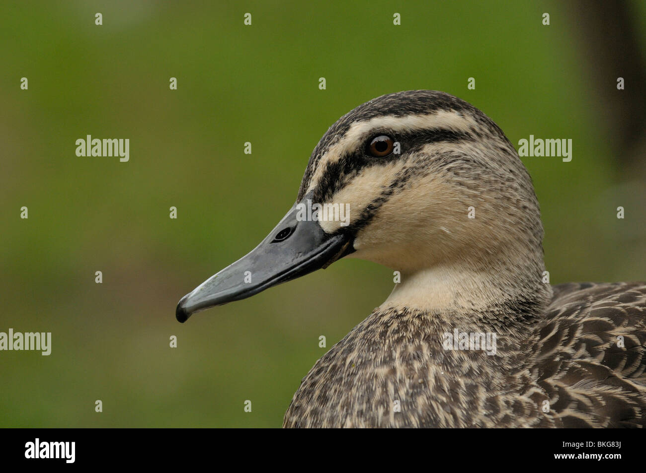 portrait of grey duck Stock Photo - Alamy