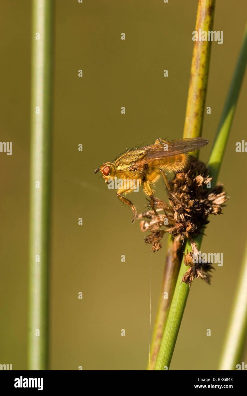 Yellow dung fly Stock Photo - Alamy
