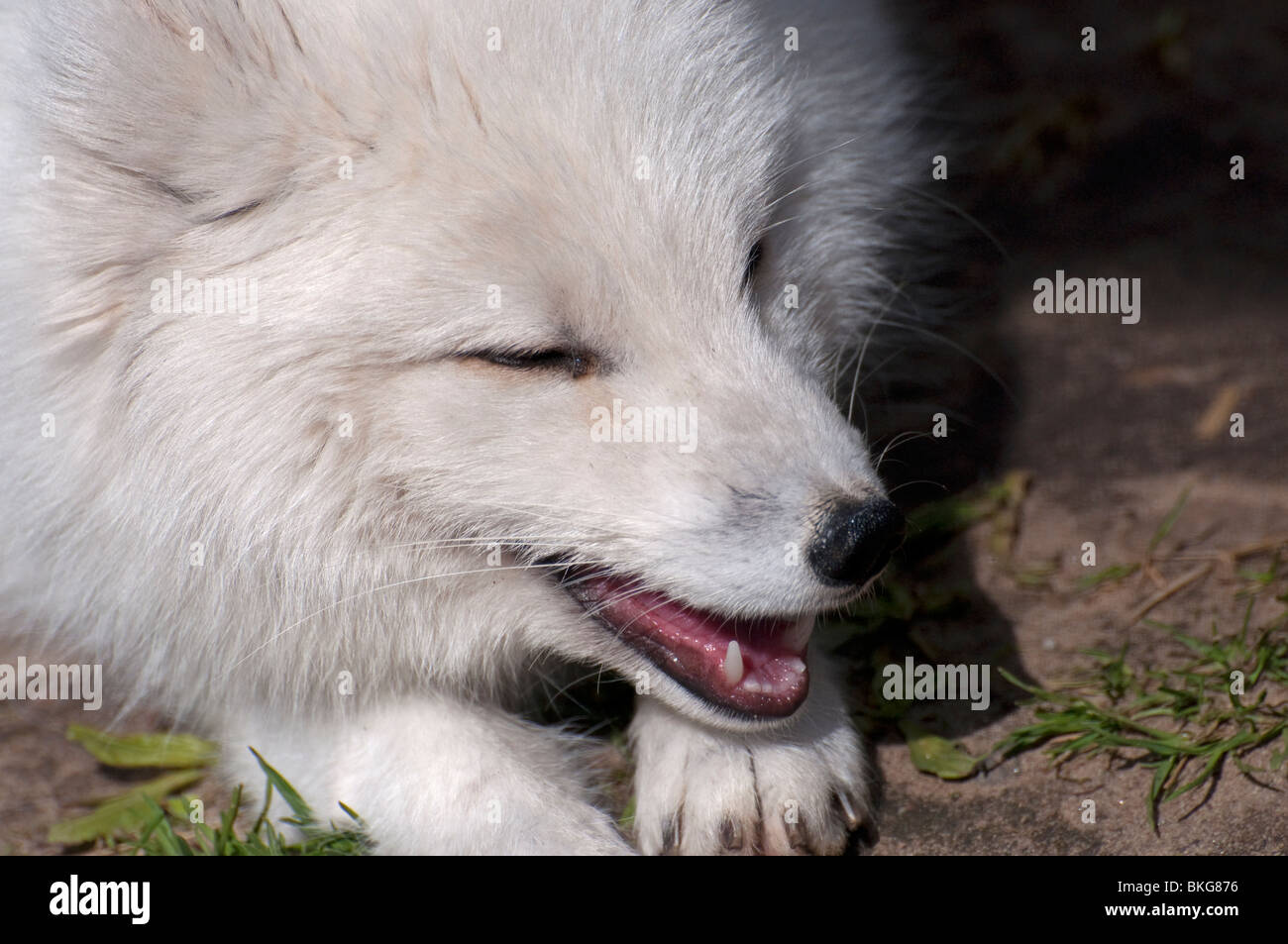 Spring arctic fox hi-res stock photography and images - Alamy