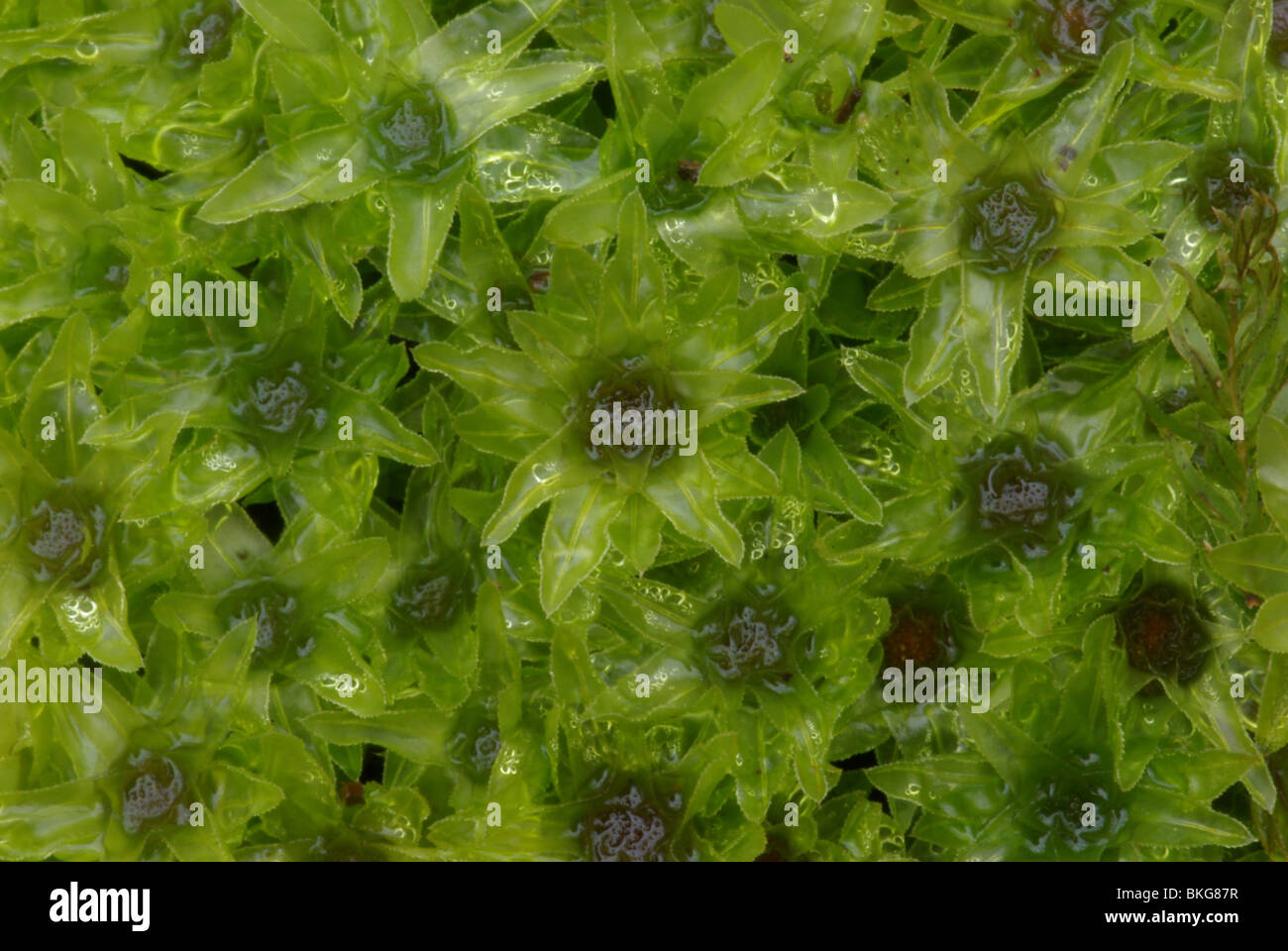 Sterrenmos met een perigonium als mannelijke voorplantingsorgaan Stock ...