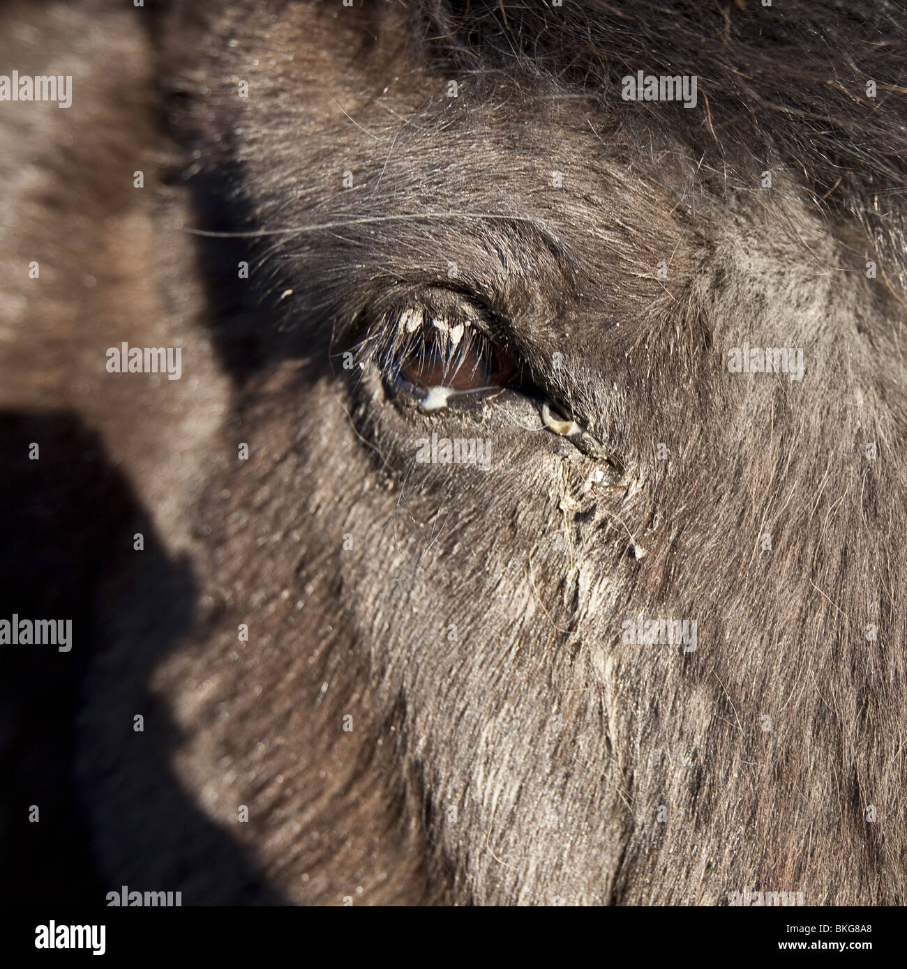 Ash in eye of horse from volcanic ash fall due to eruption of ...