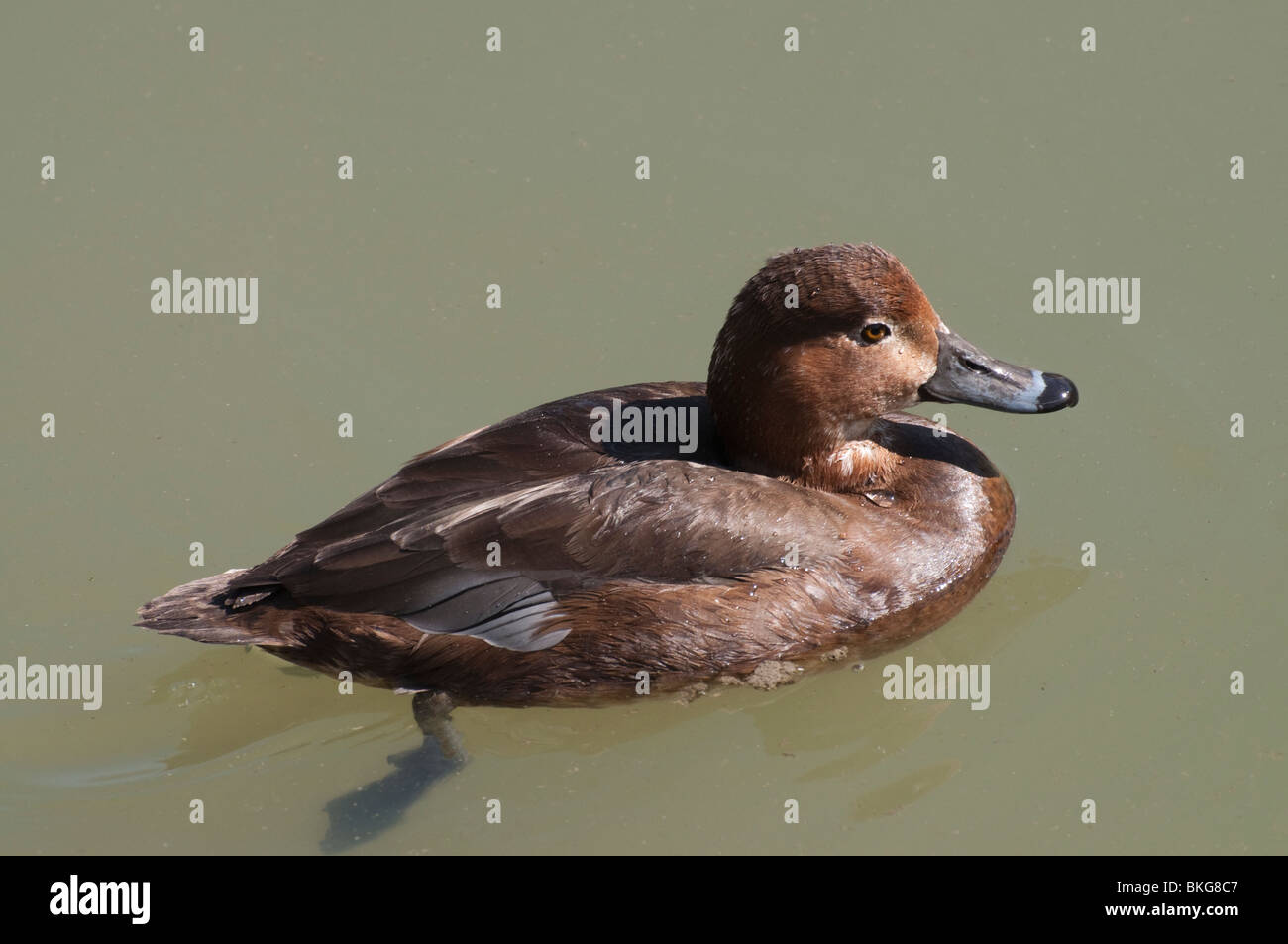 Redhead duck hi-res stock photography and images - Alamy