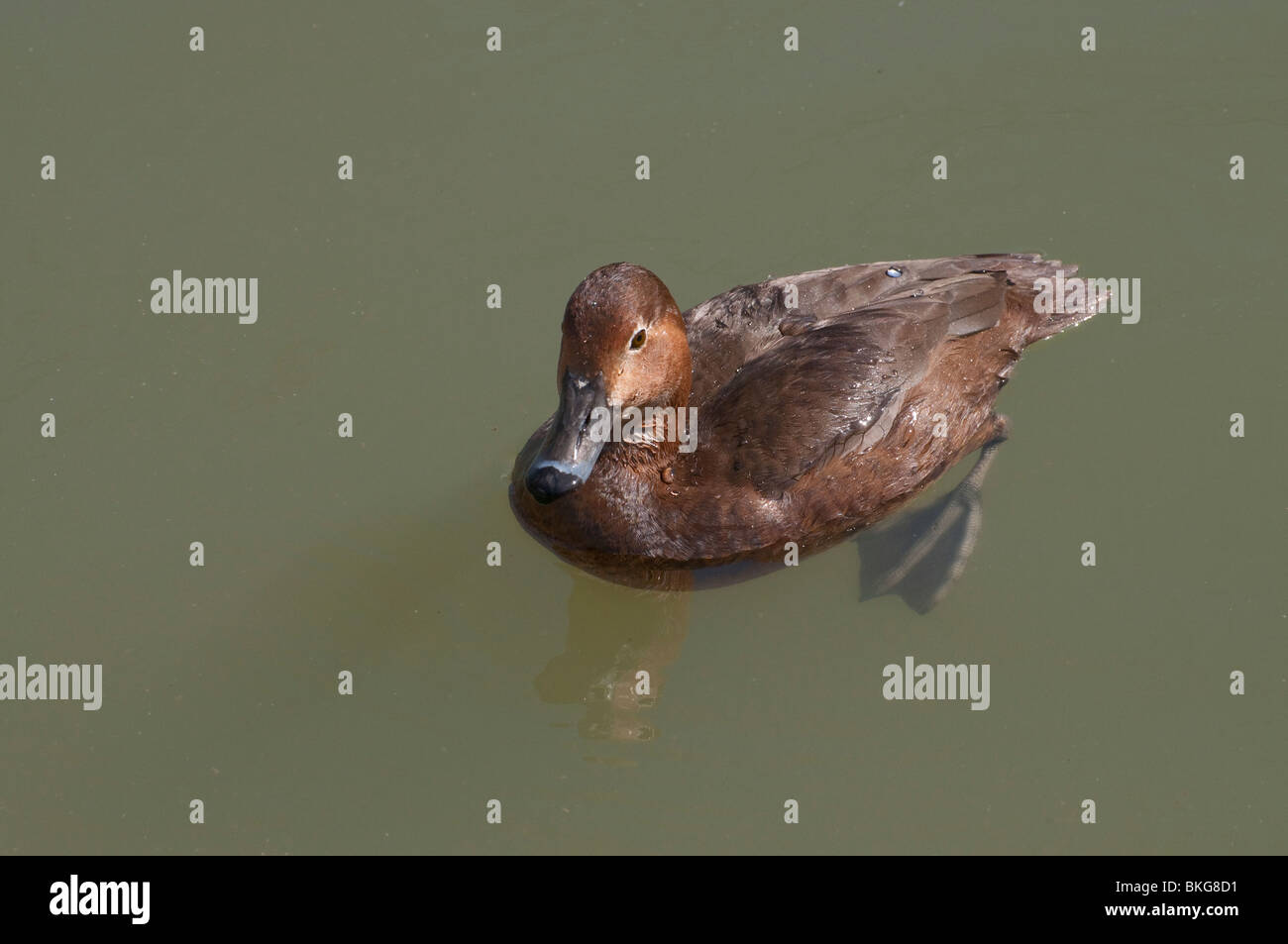 Female redhead duck hi-res stock photography and images - Alamy