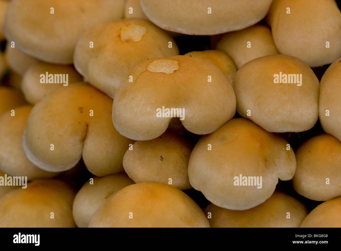 Sulphur tuft tufts hi-res stock photography and images - Alamy