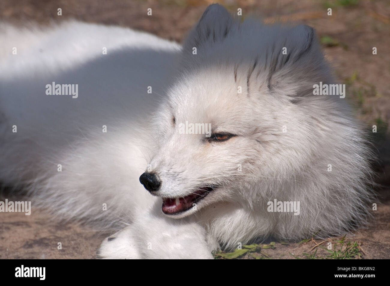 Close-up of an Arctic Fox in spring Stock Photo - Alamy