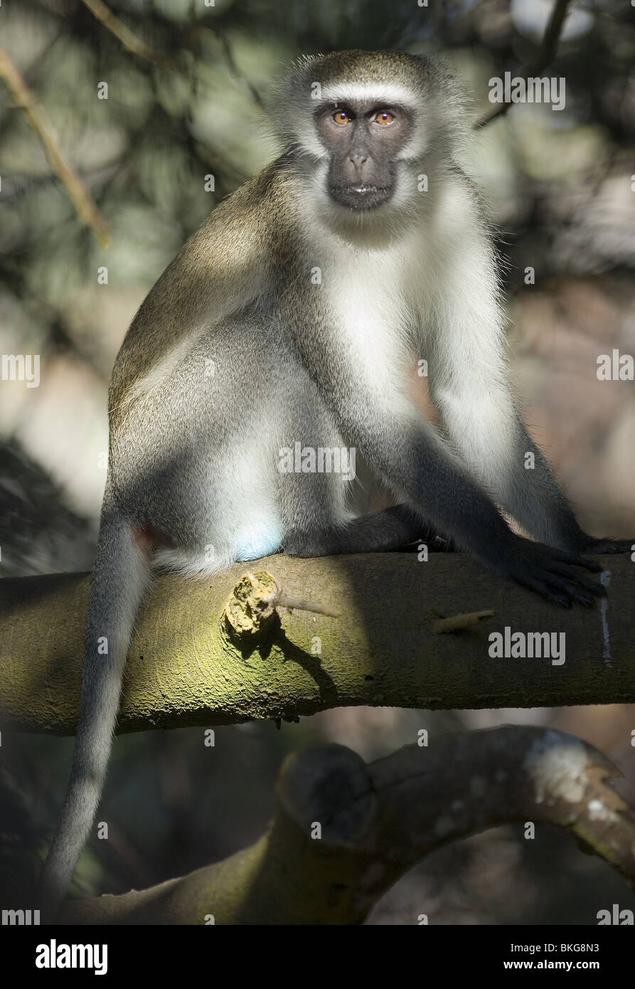 Vervet Monkey, Kenya Stock Photo - Alamy