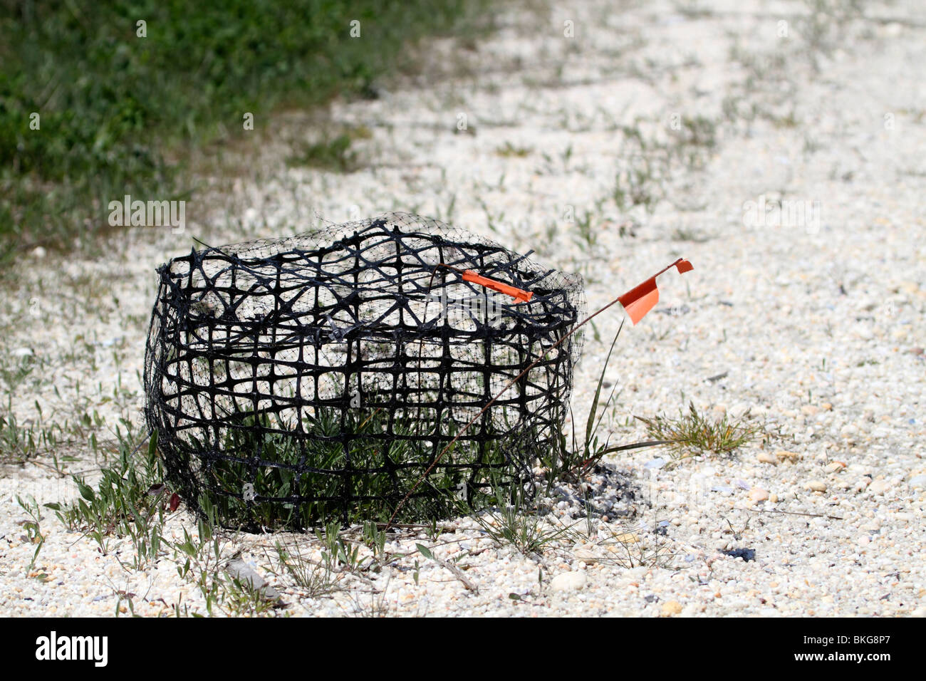 Diamondback Terrapin nest on sandy road protected by mesh. Edwin B ...