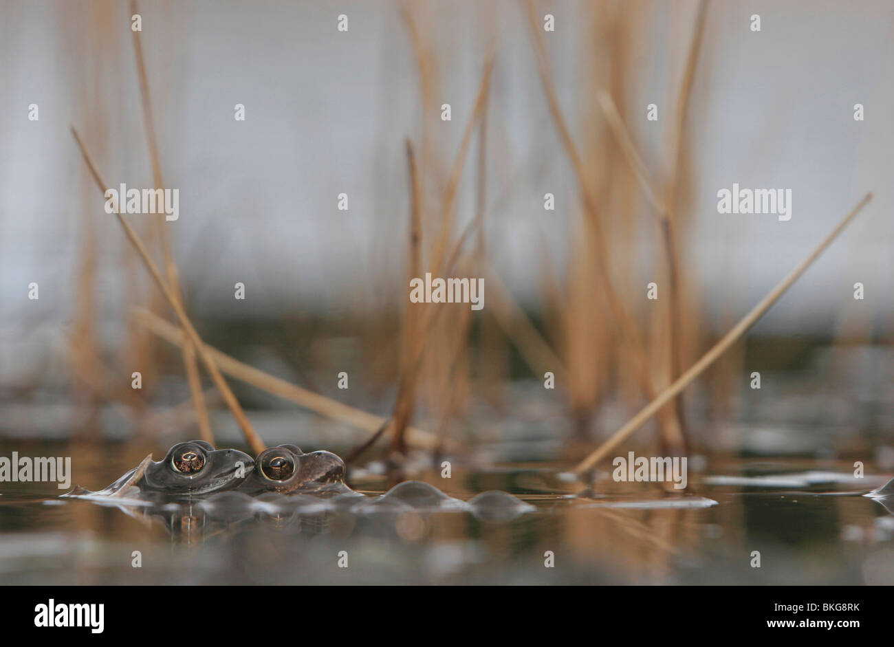 Common frogs between frog-spawn in water Stock Photo - Alamy
