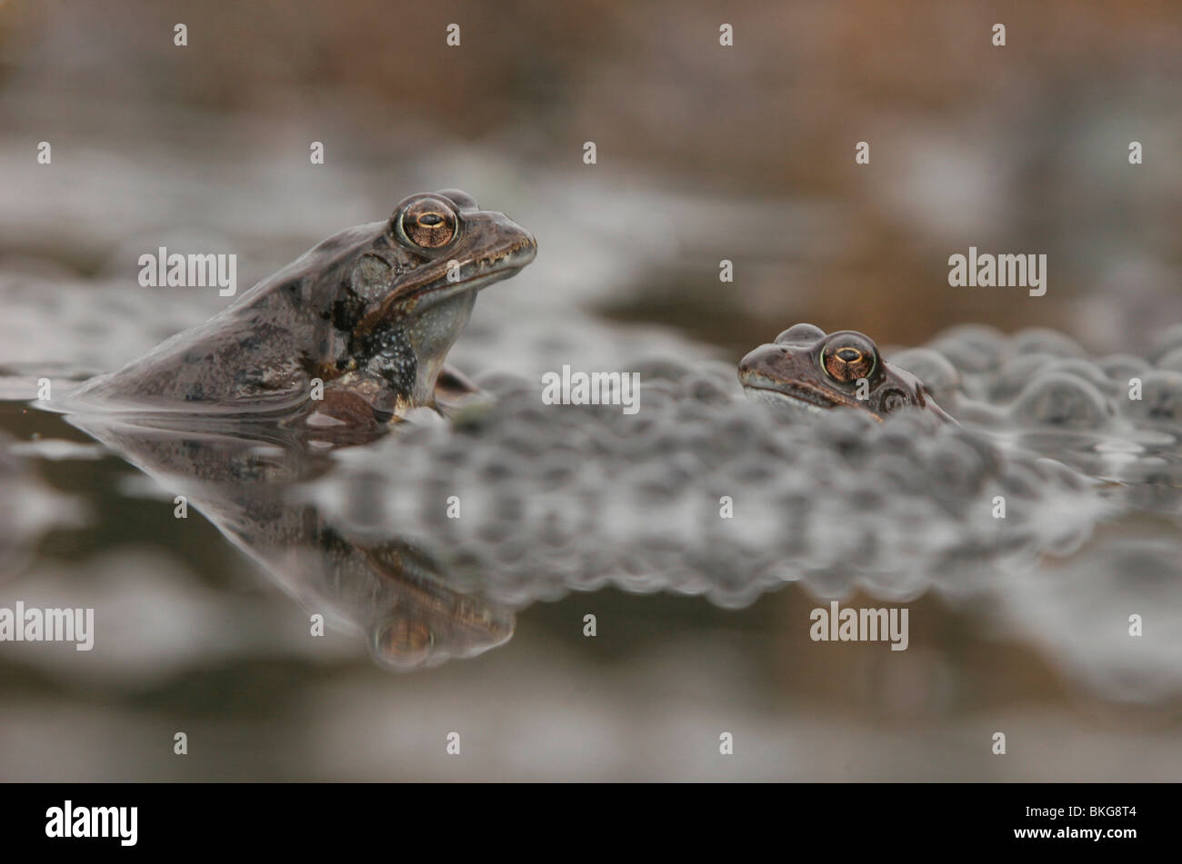 Common frogs between frog-spawn in water Stock Photo - Alamy