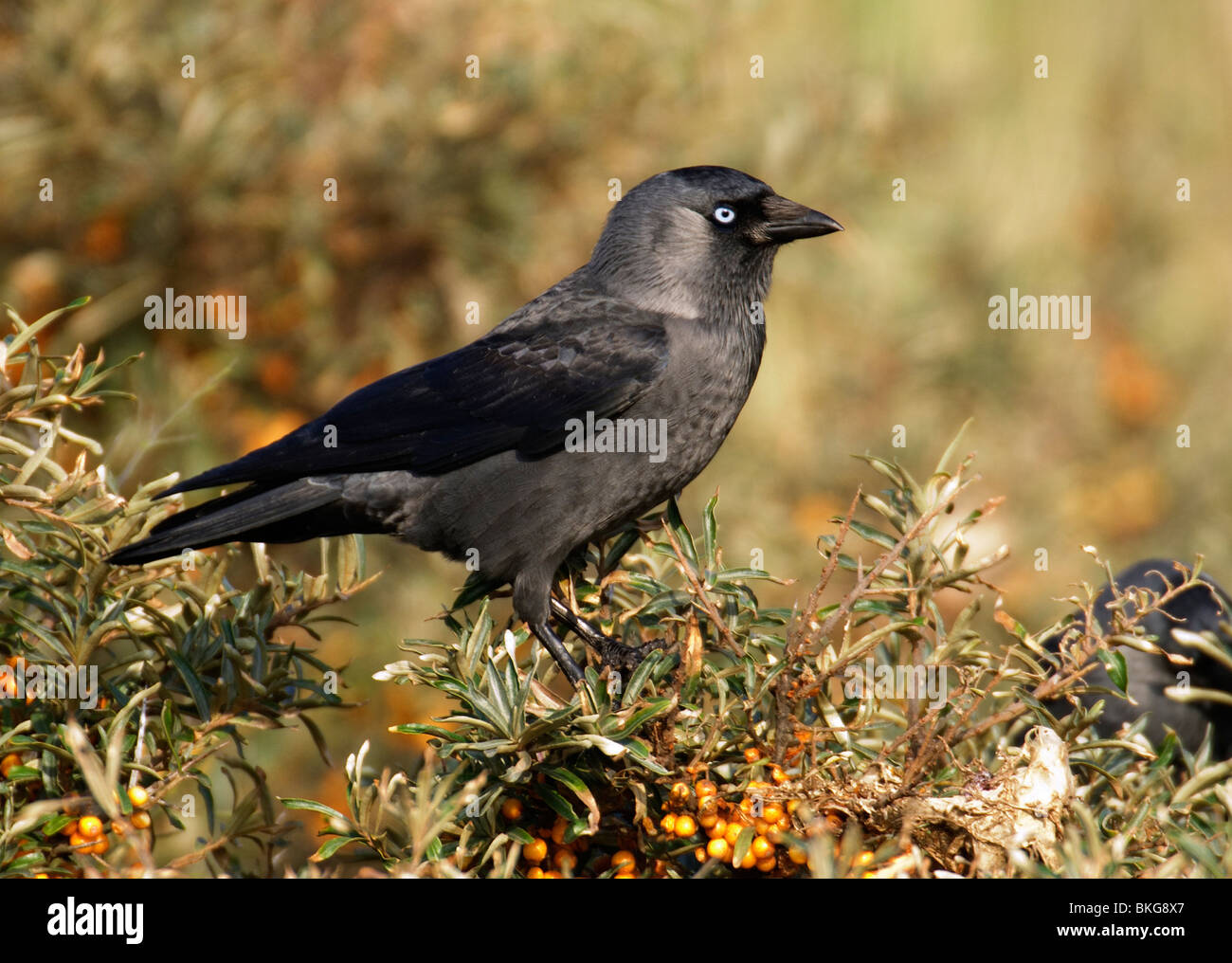 Kauw hi-res stock photography and images - Alamy