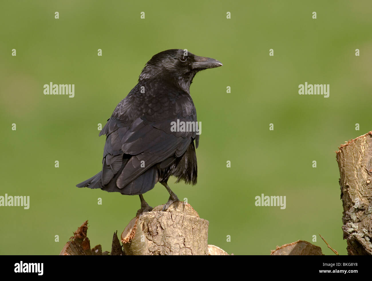 Zwarte Kraai;Carrion Crow Stock Photo - Alamy
