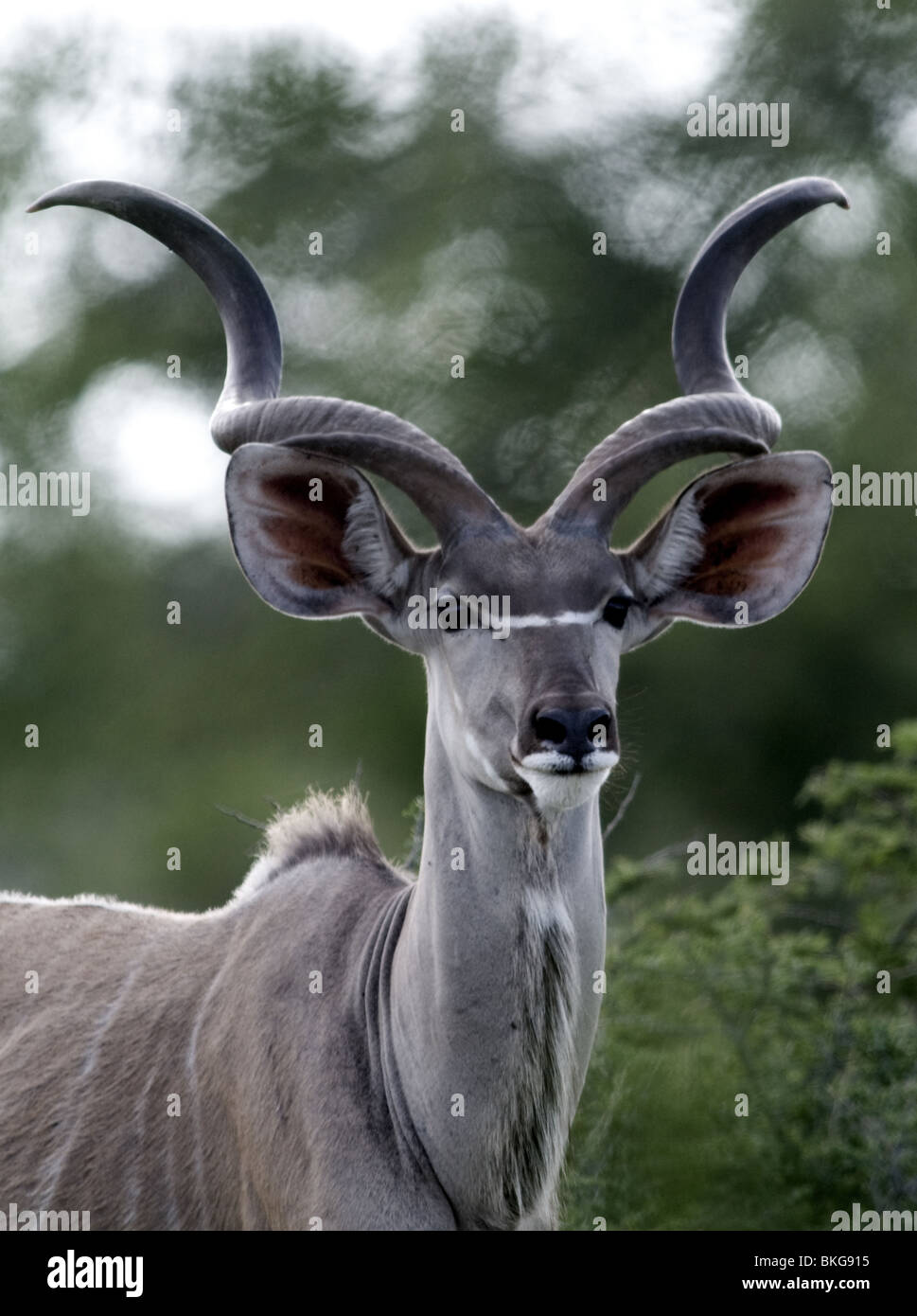 Kudu bull hi-res stock photography and images - Alamy