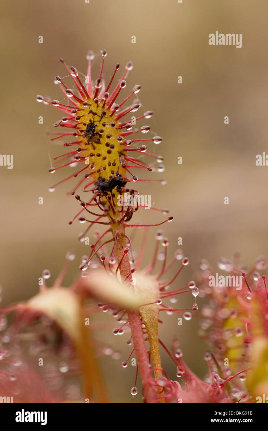 Spatulate leaved hi-res stock photography and images - Alamy