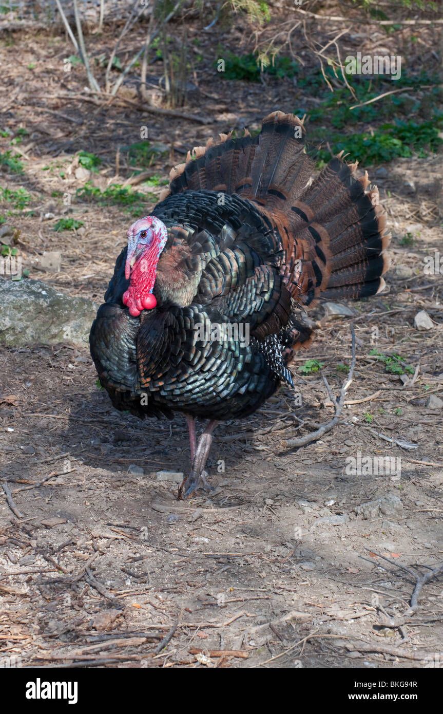 A male Wild turkey Stock Photo - Alamy