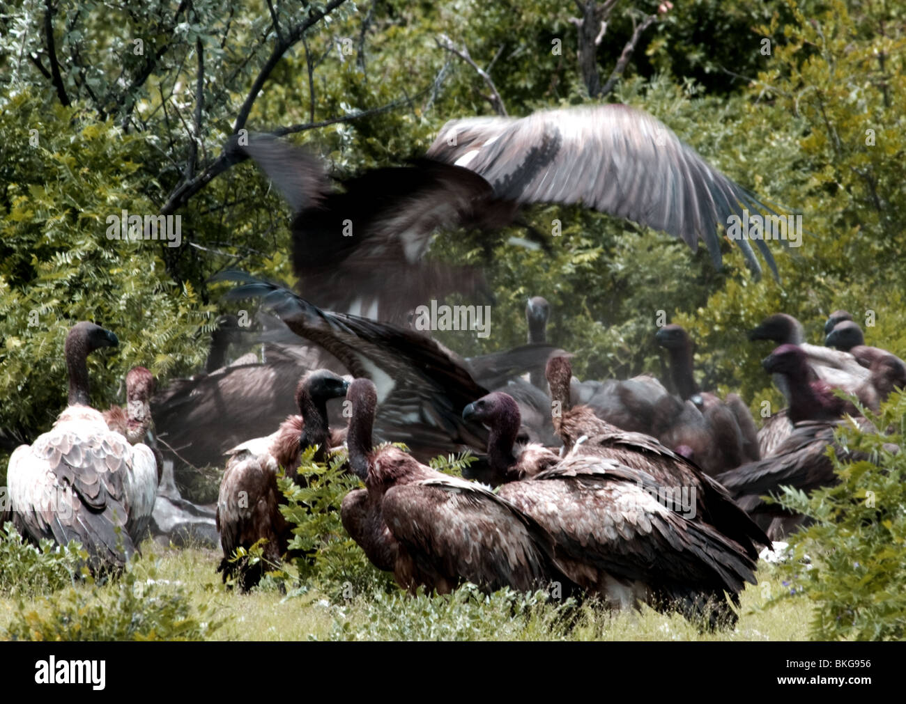 Vultures carrion hi-res stock photography and images - Alamy