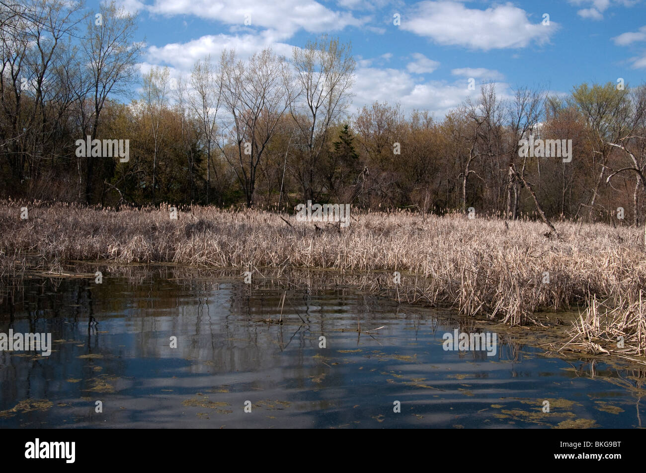 A Quebec pond in spring Stock Photo - Alamy