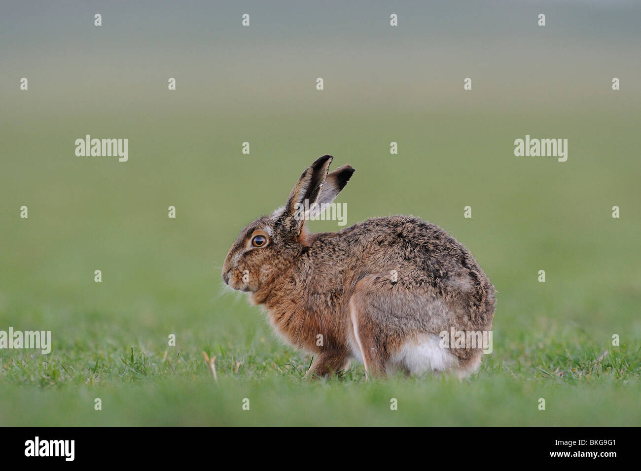 Hare in side view sitting in grass seen from a low viewing point Stock ...