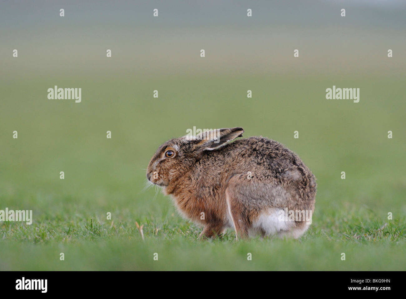 Hare in side view sitting in grass seen from a low viewing point Stock ...