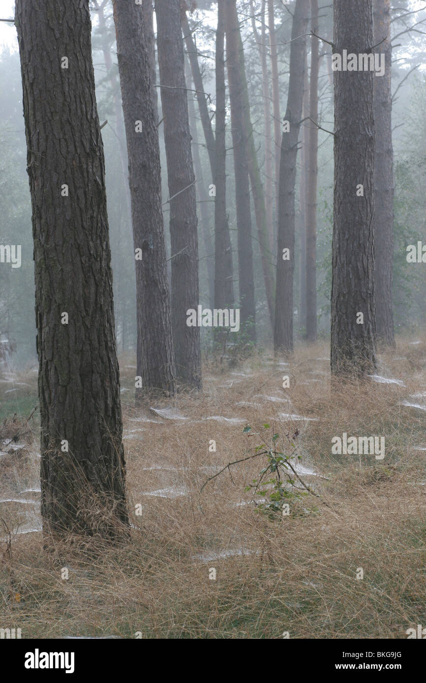 Trees landscape with spider webs Stock Photo - Alamy